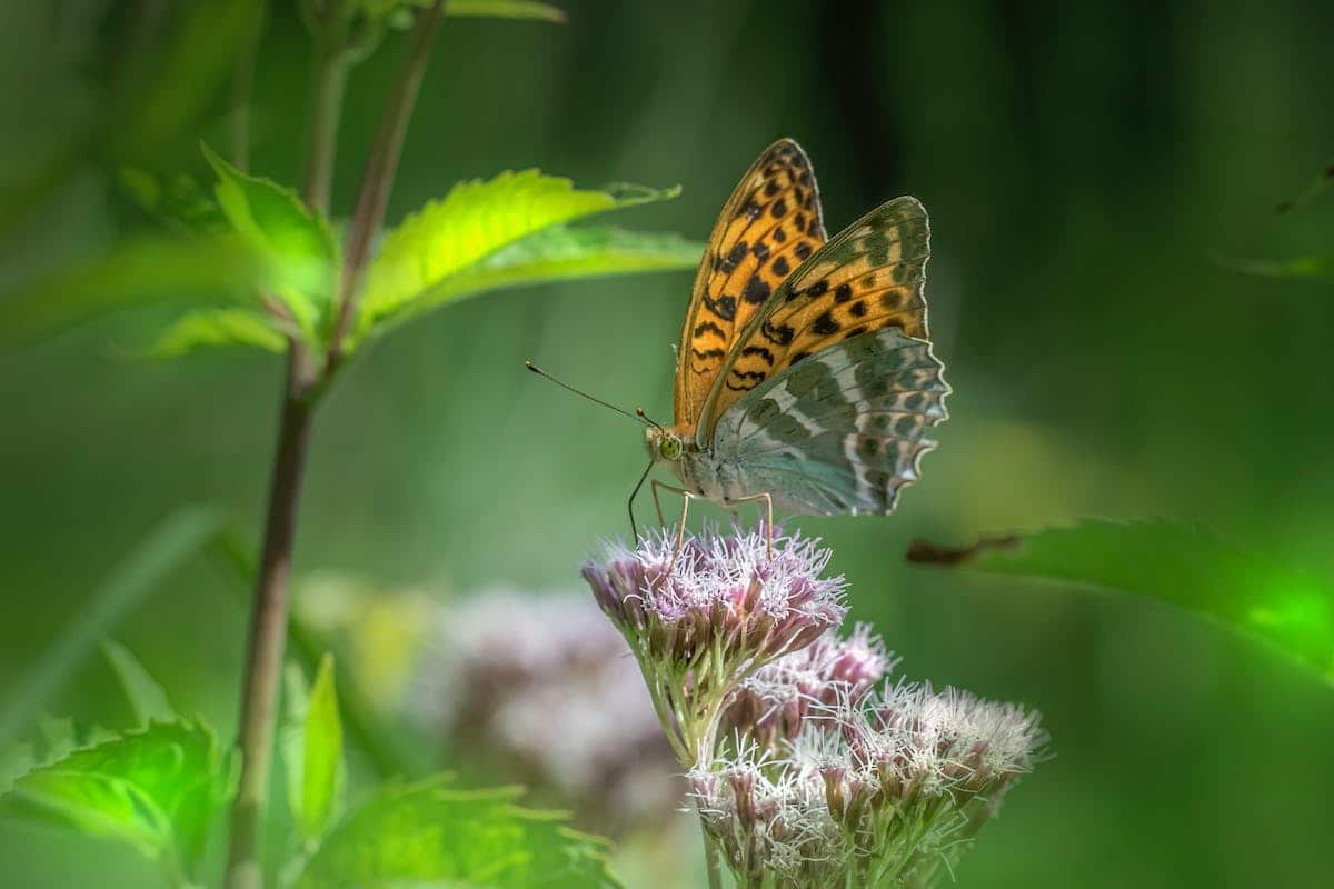 Découvrez les lieux idéaux pour observer la diversité de la faune et de ...